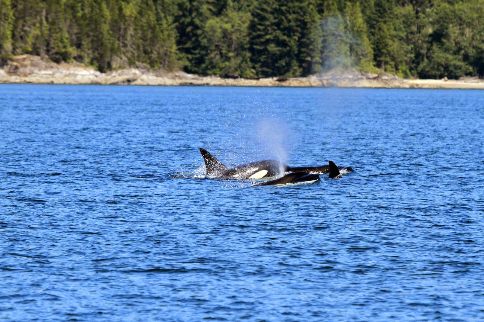 CANADA 2014: Dag 7: Campbell River (Orca tocht)